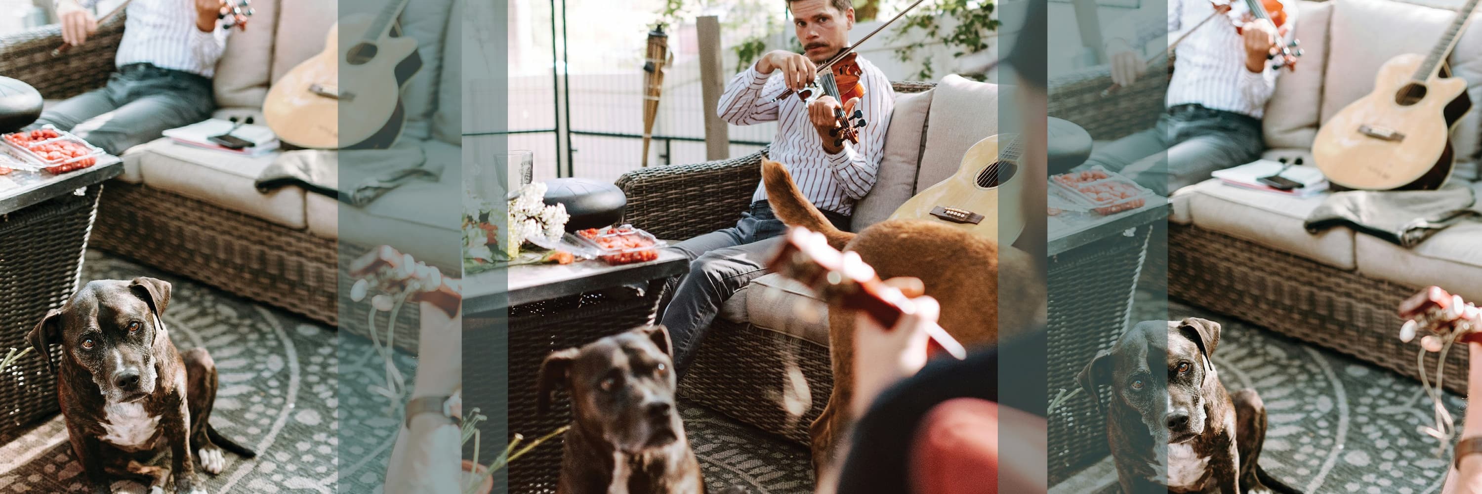 Do Dogs Like Violin Music? | Johnson String Instrument